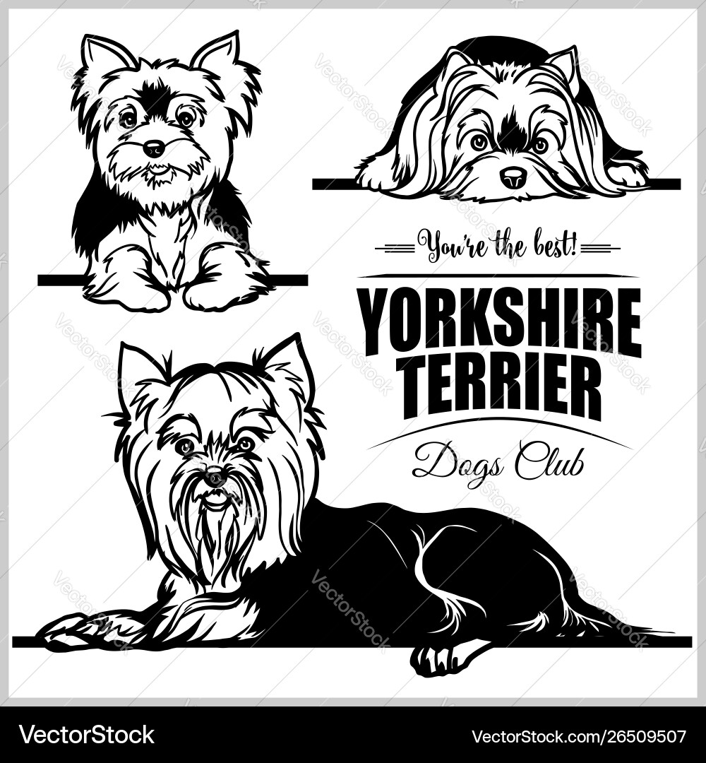 Yorkshire terrier - set isolated Royalty Free Vector Image