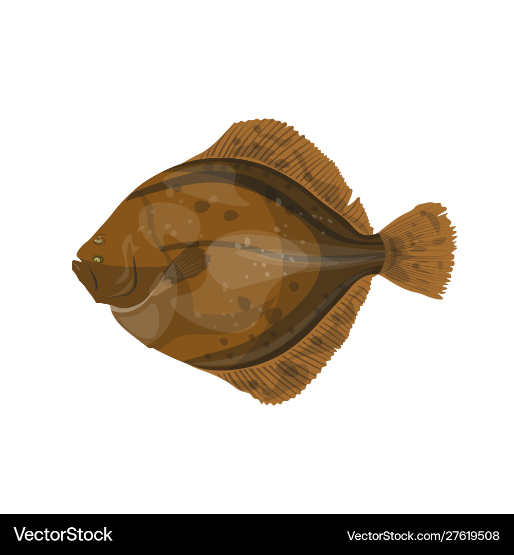 Flounder fish in flat style Royalty Free Vector Image