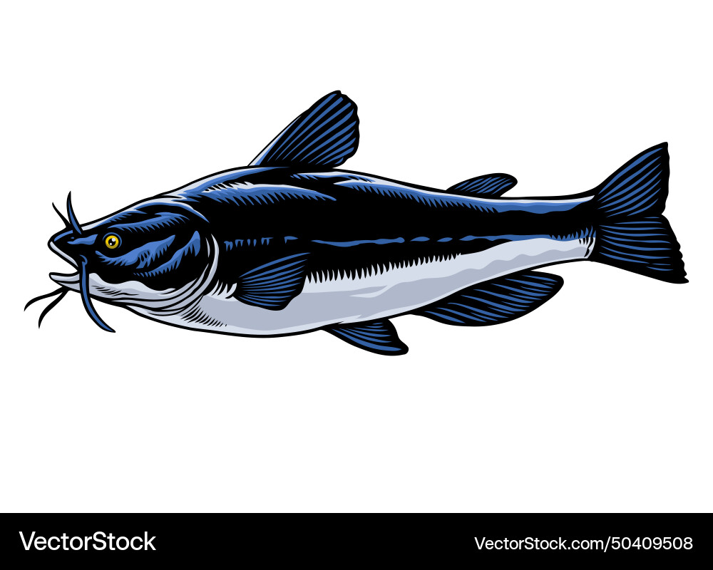 Hand drawn of catfish Royalty Free Vector Image