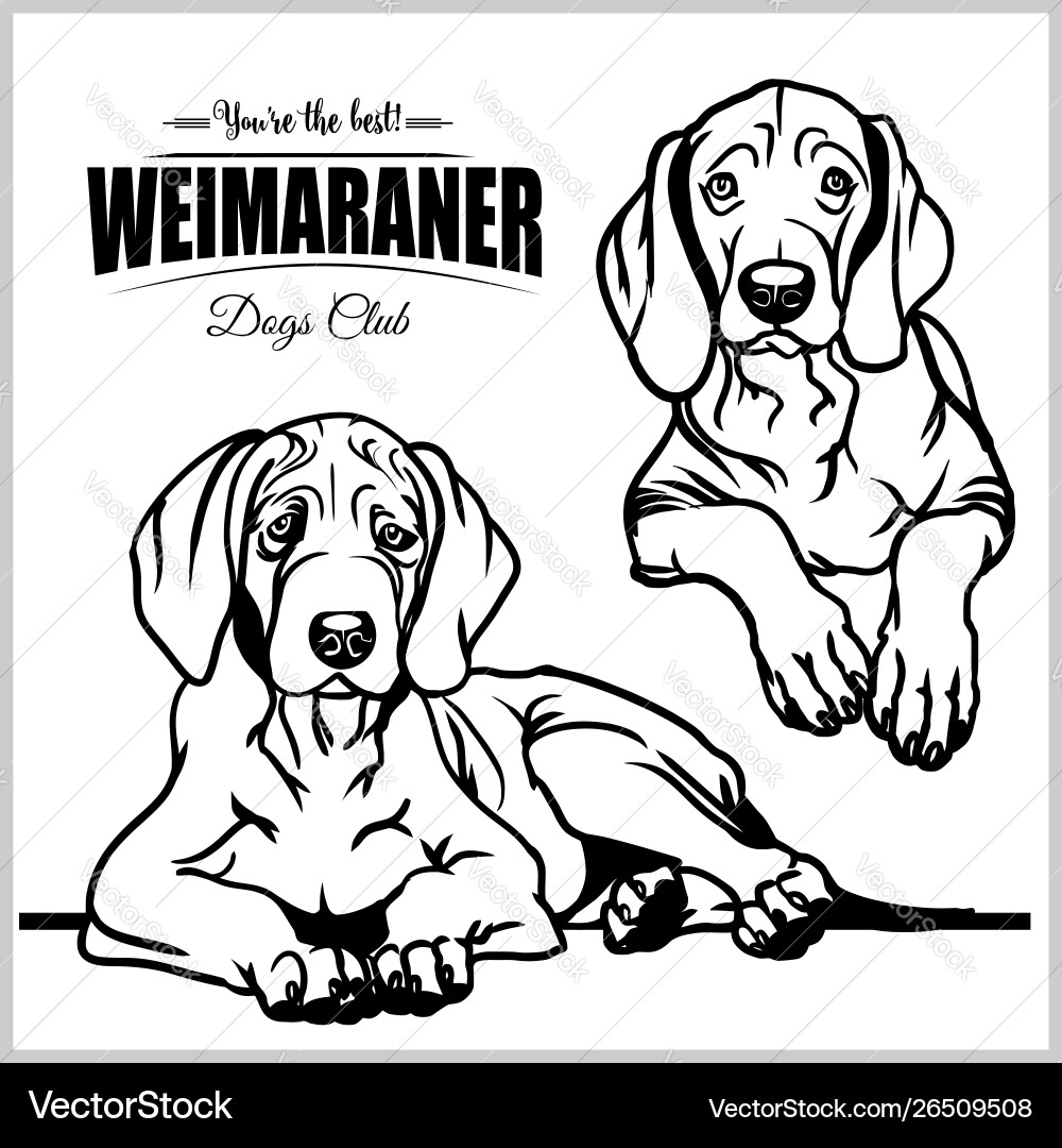 Weimaraner - set isolated Royalty Free Vector Image