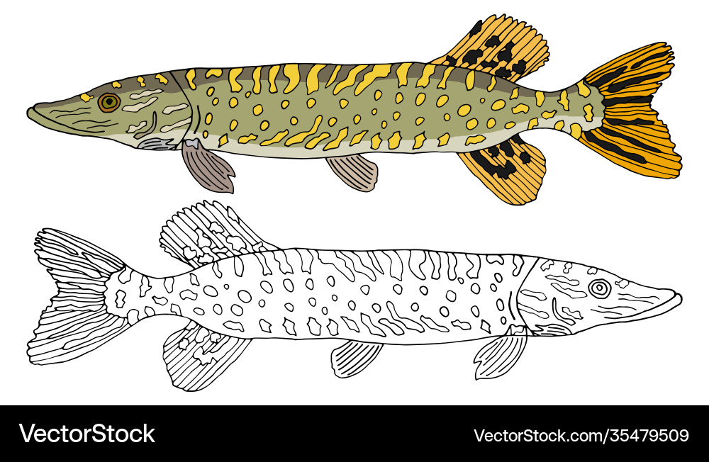 Pike fish isolated hand drawing set beautiful Vector Image