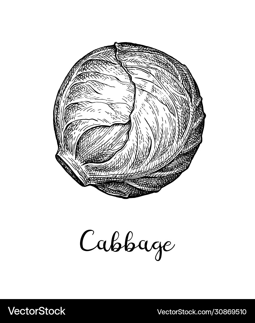 Ink sketch cabbage Royalty Free Vector Image - VectorStock