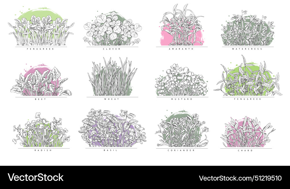 Micro green plants sprouts set hand drawn sketch Vector Image