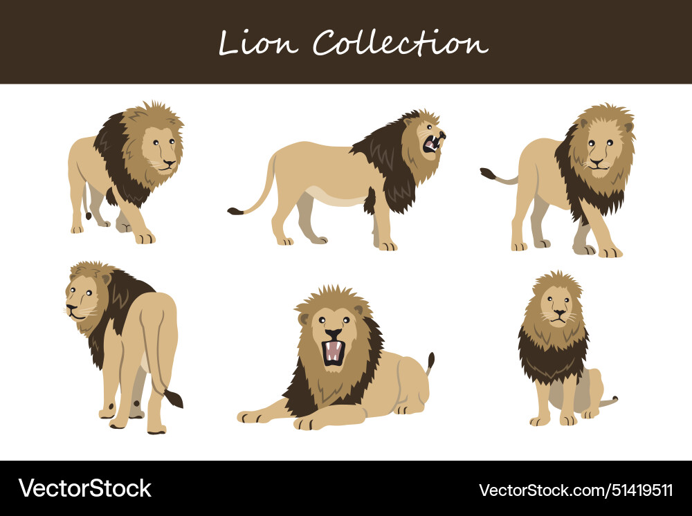 Lion collection in different poses Royalty Free Vector Image
