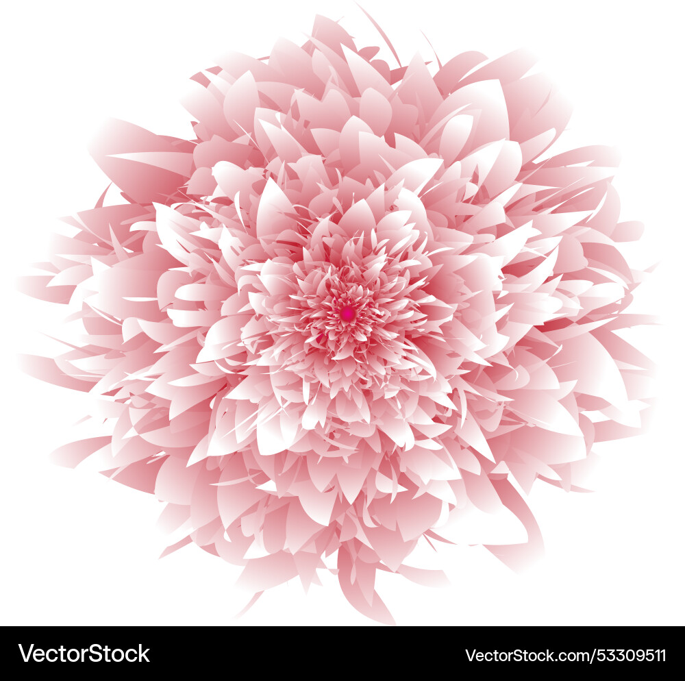 Rose Royalty Free Vector Image - VectorStock