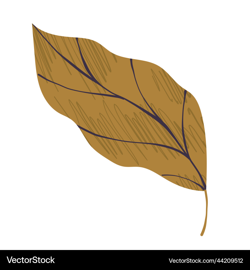 Autumn leaf on white background Royalty Free Vector Image