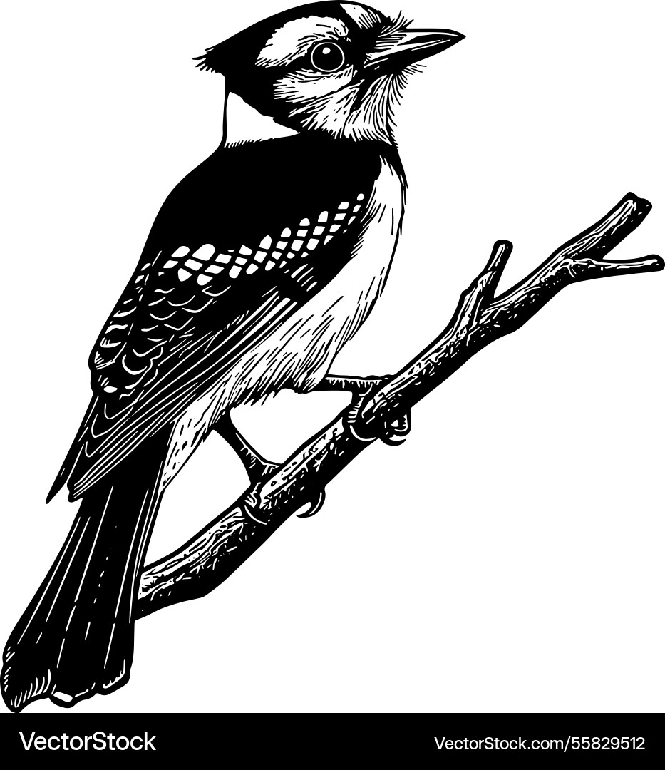 Blue jay bird Royalty Free Vector Image - VectorStock