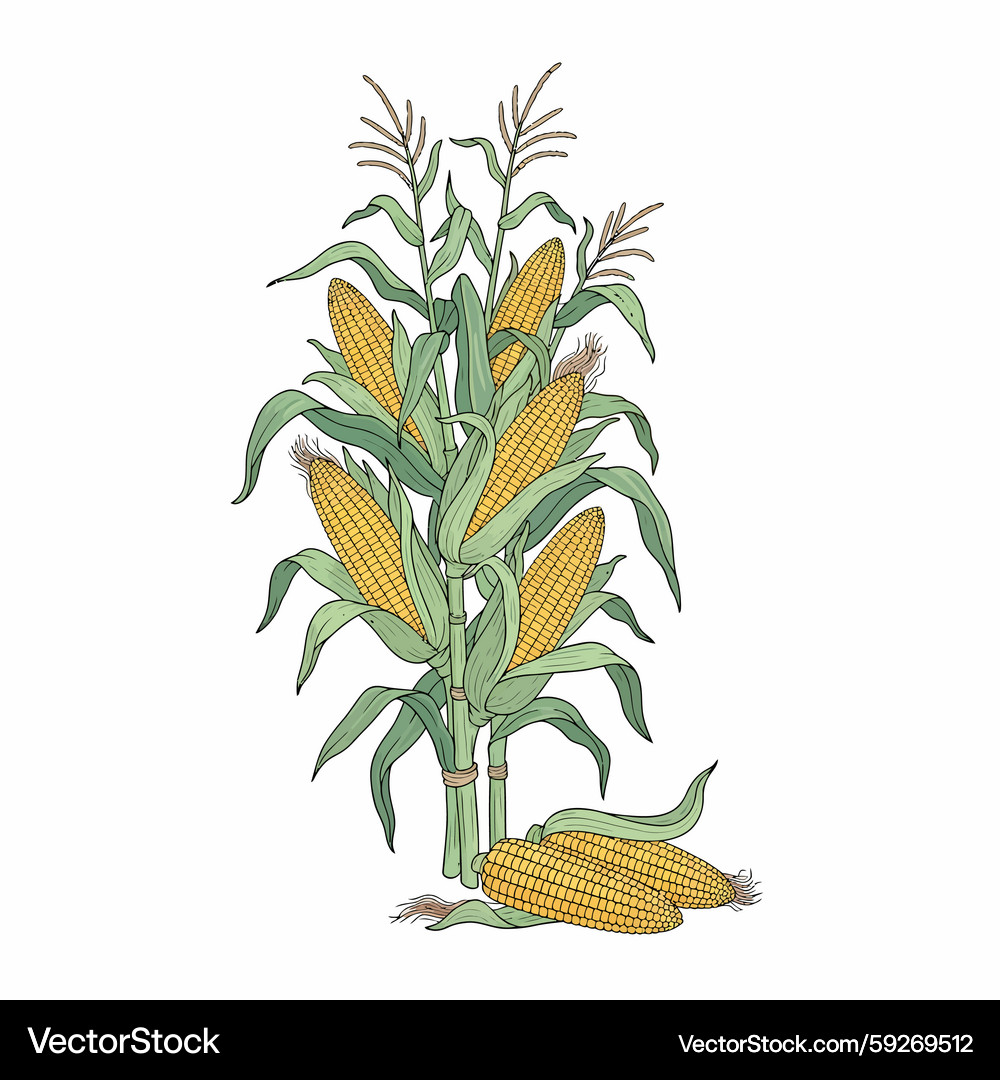 Detailed Hand-Drawn Corn Stalks Royalty Free Vector Image