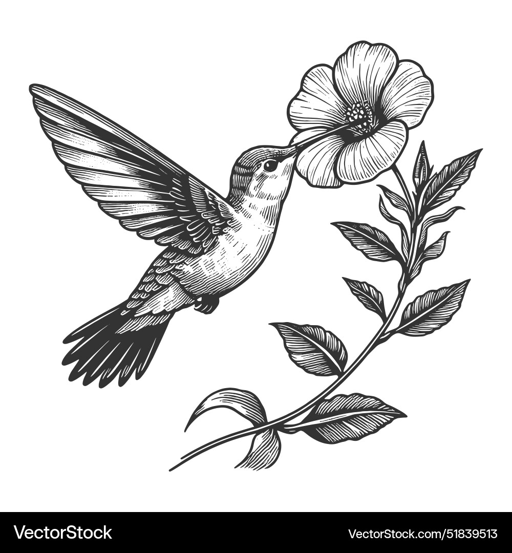Hummingbird with flower engraving sketch Vector Image