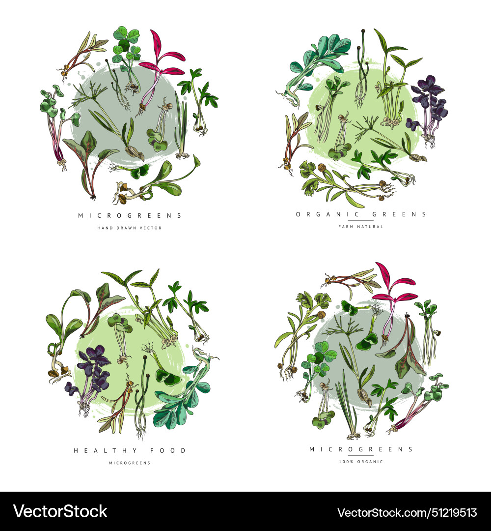 Set of microgreens compositions isolated Vector Image