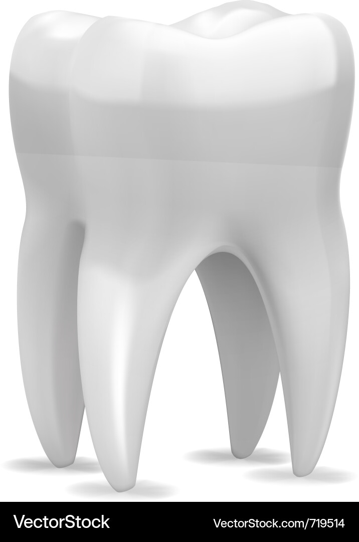 Tooth Royalty Free Vector Image - VectorStock