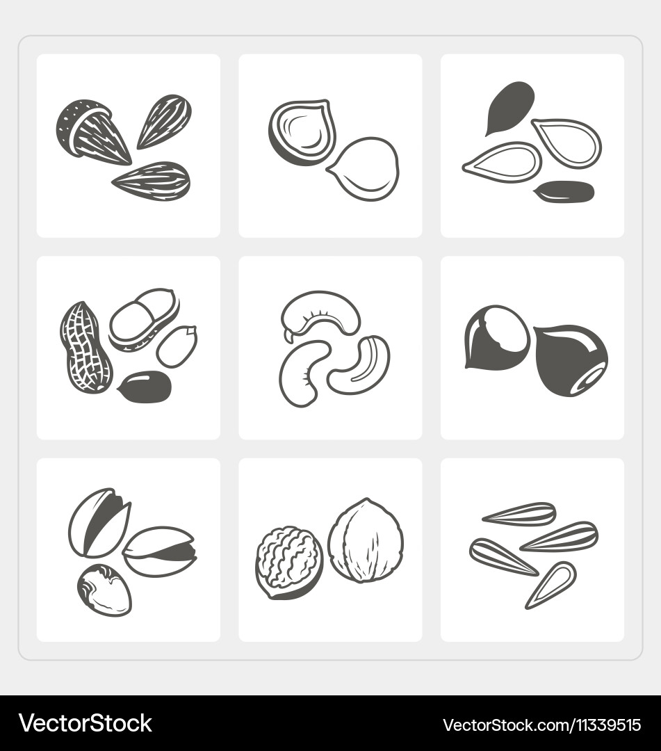 Nut Icon Collection Royalty Free Vector Image - VectorStock