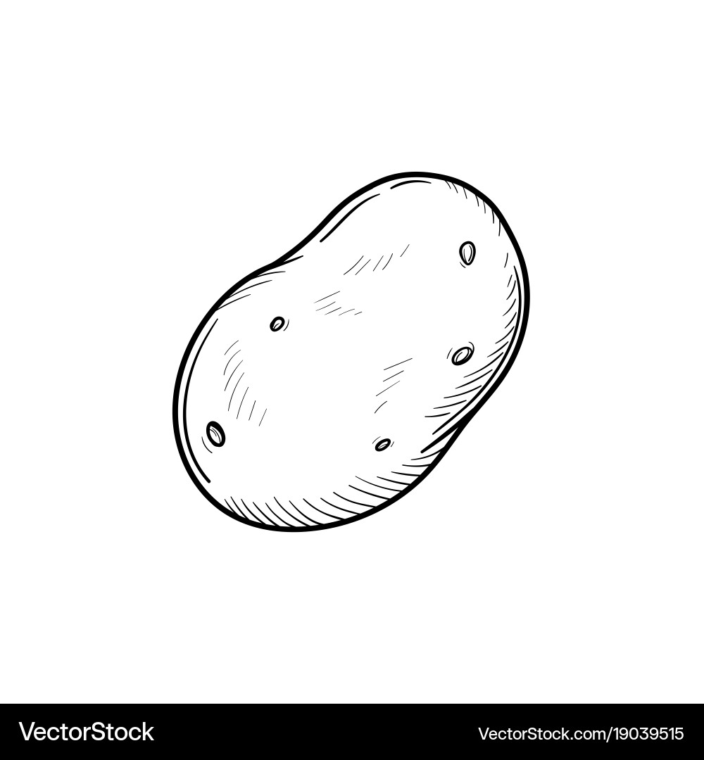 Potato hand drawn sketch icon Royalty Free Vector Image