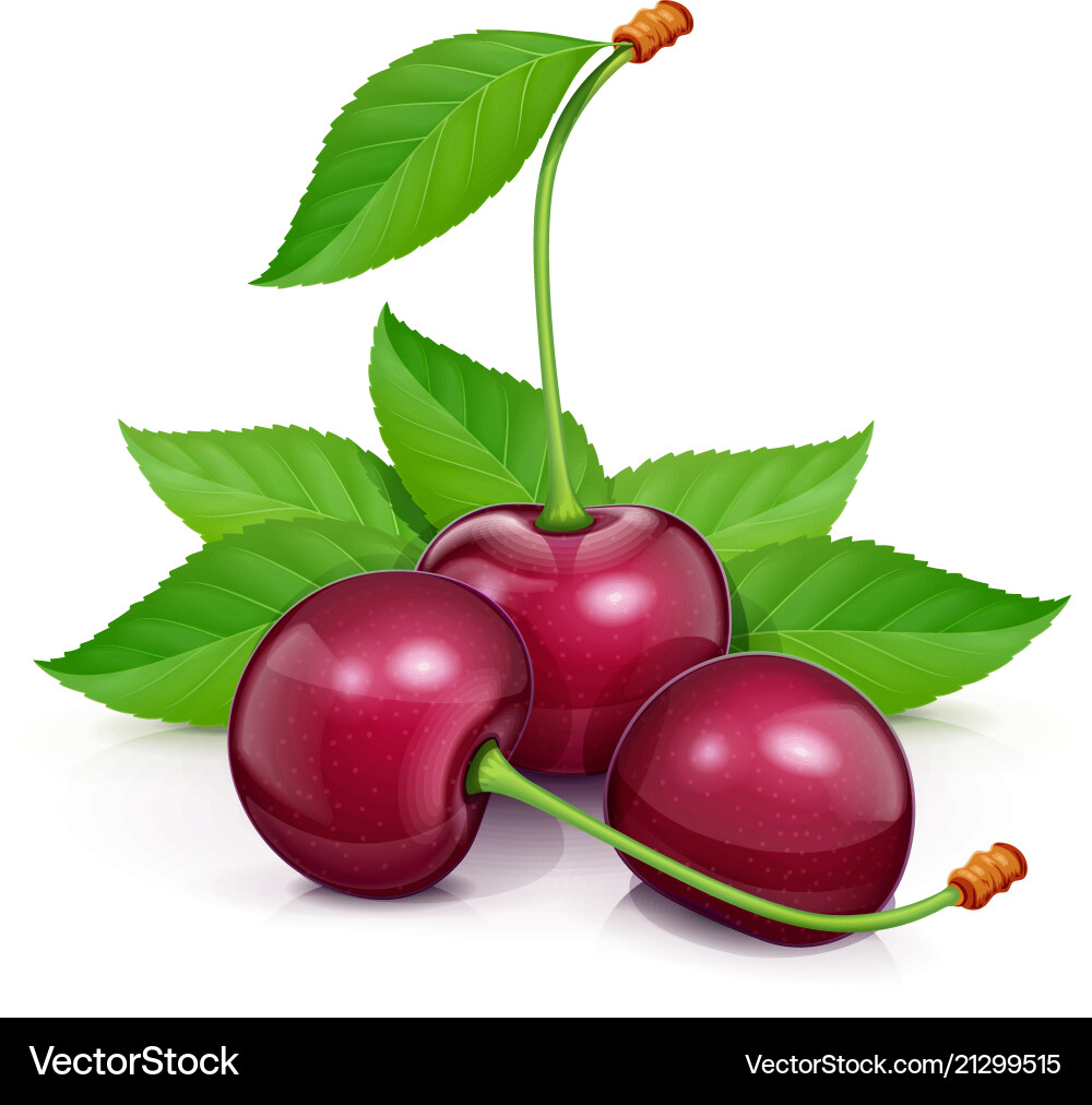 Three cherries with green Royalty Free Vector Image
