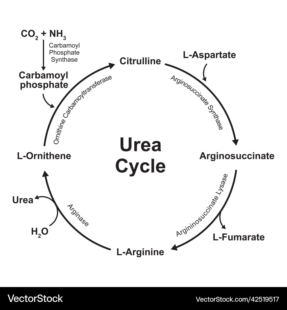 Urea cycle Royalty Free Vector Image - VectorStock