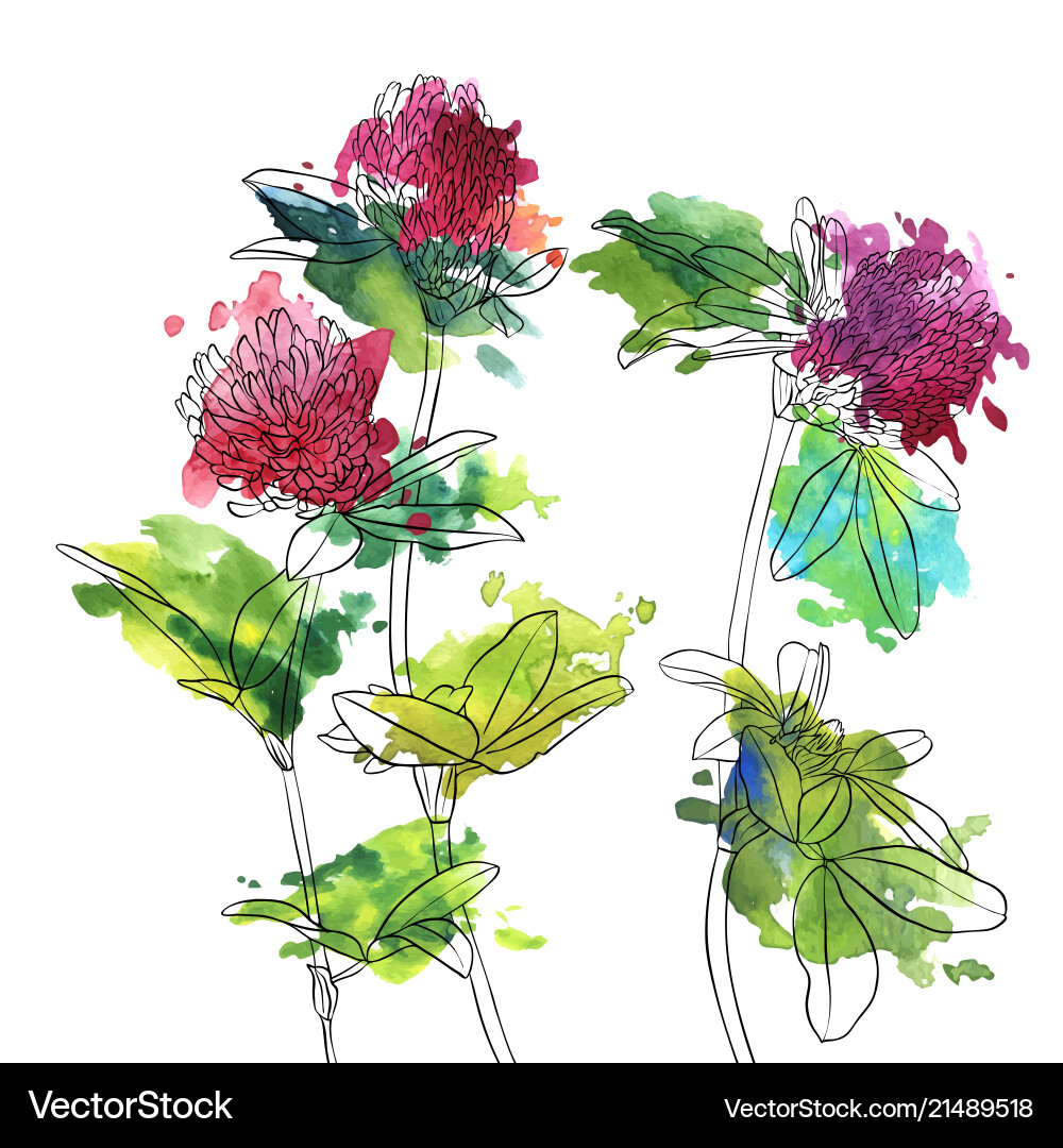 Drawing clover flowers Royalty Free Vector Image