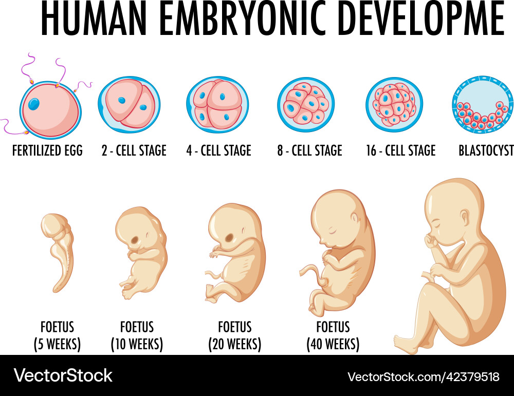 Human embryonic development in infographic Vector Image