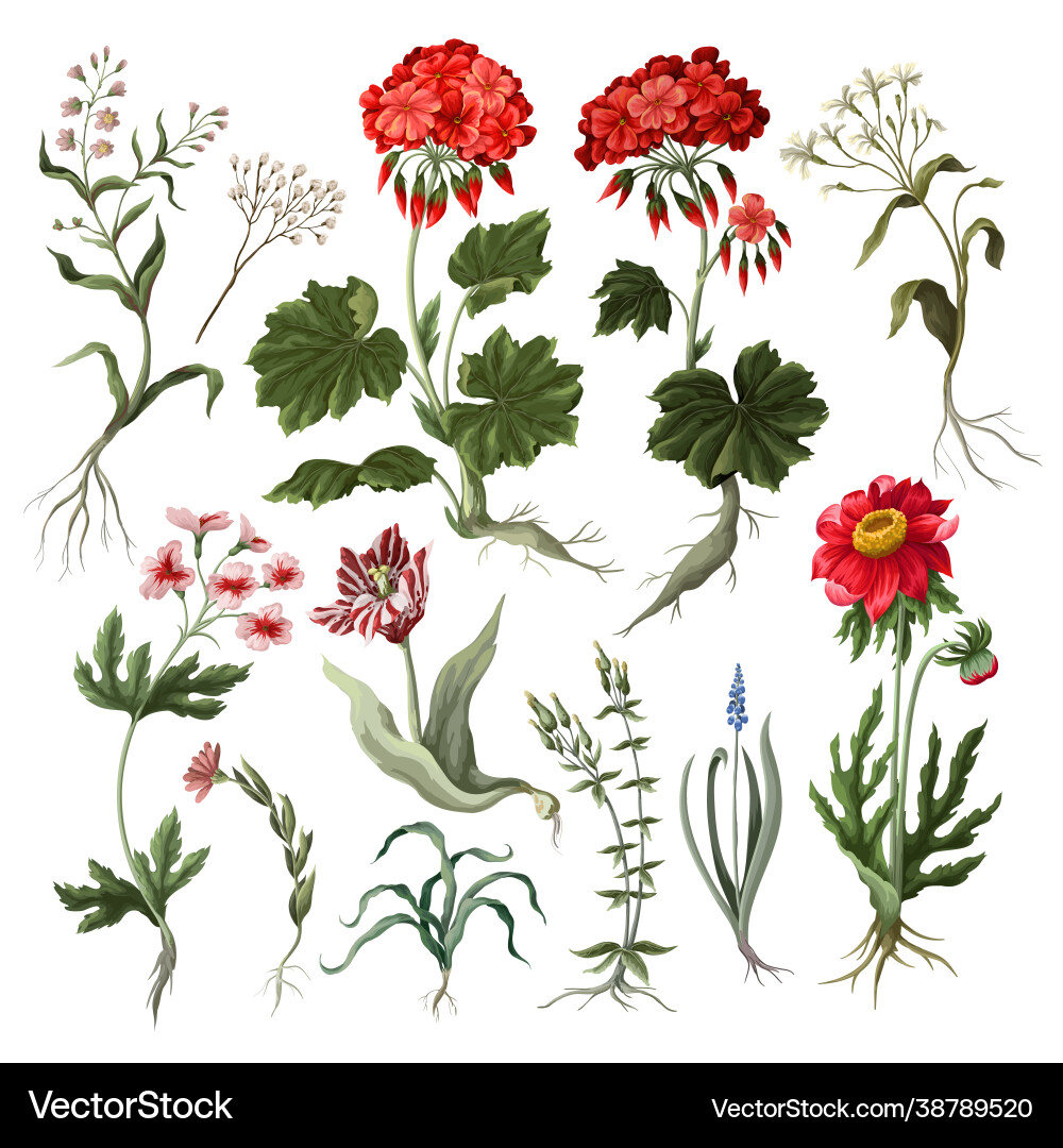 Geranium tulip and other wild flowers isolated Vector Image
