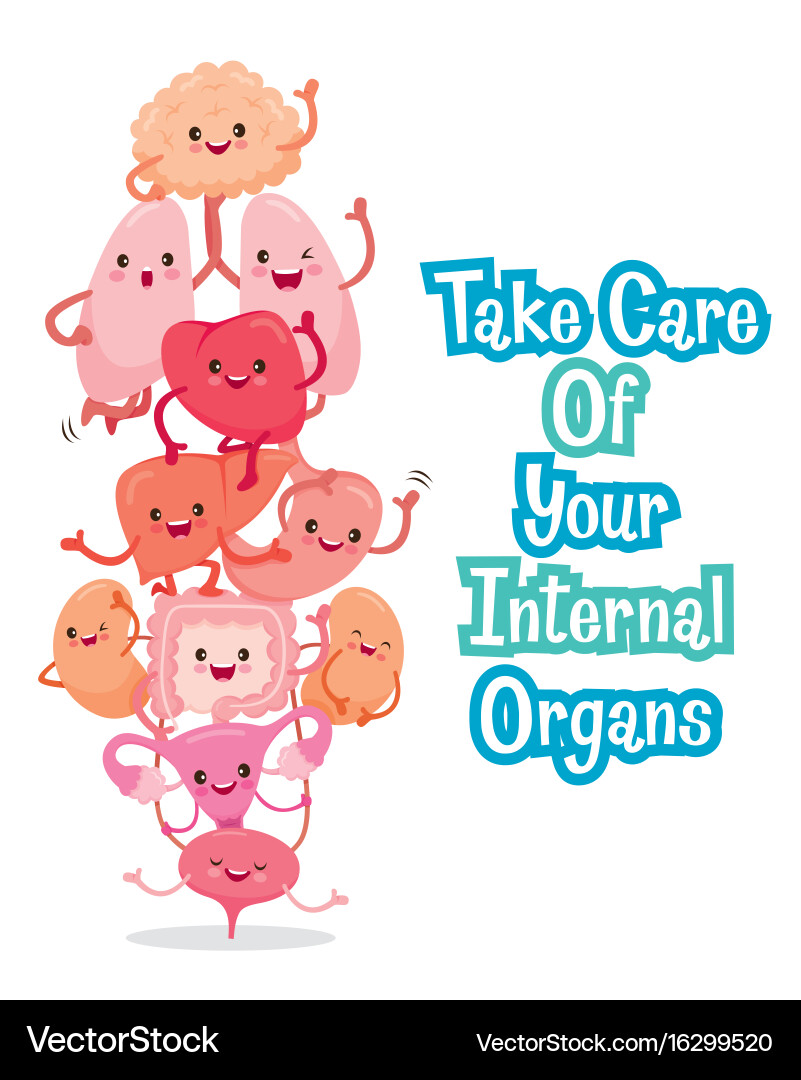 Human internal organs cartoon characters funny Vector Image