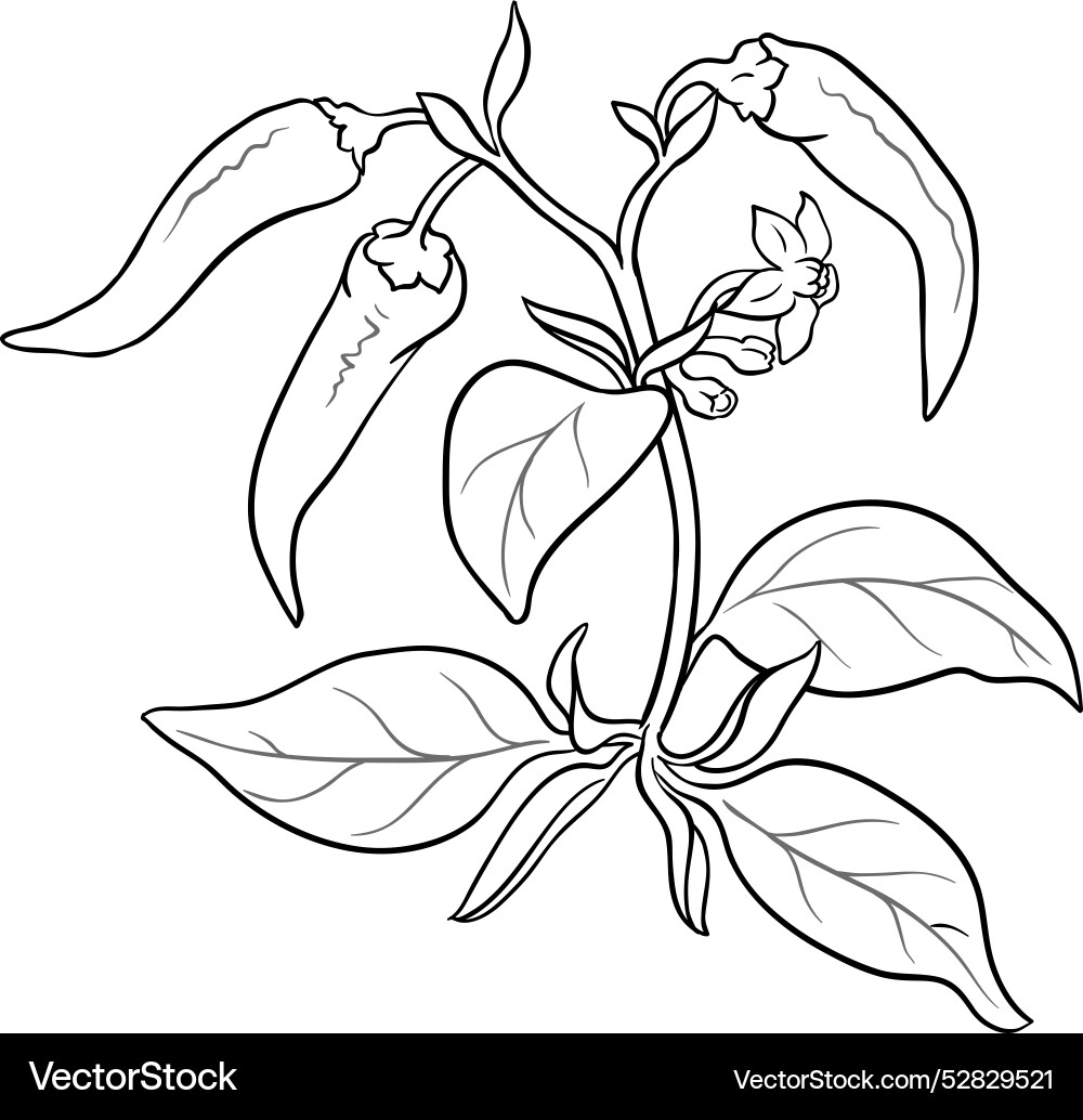 Cayenne pepper plant outline Royalty Free Vector Image