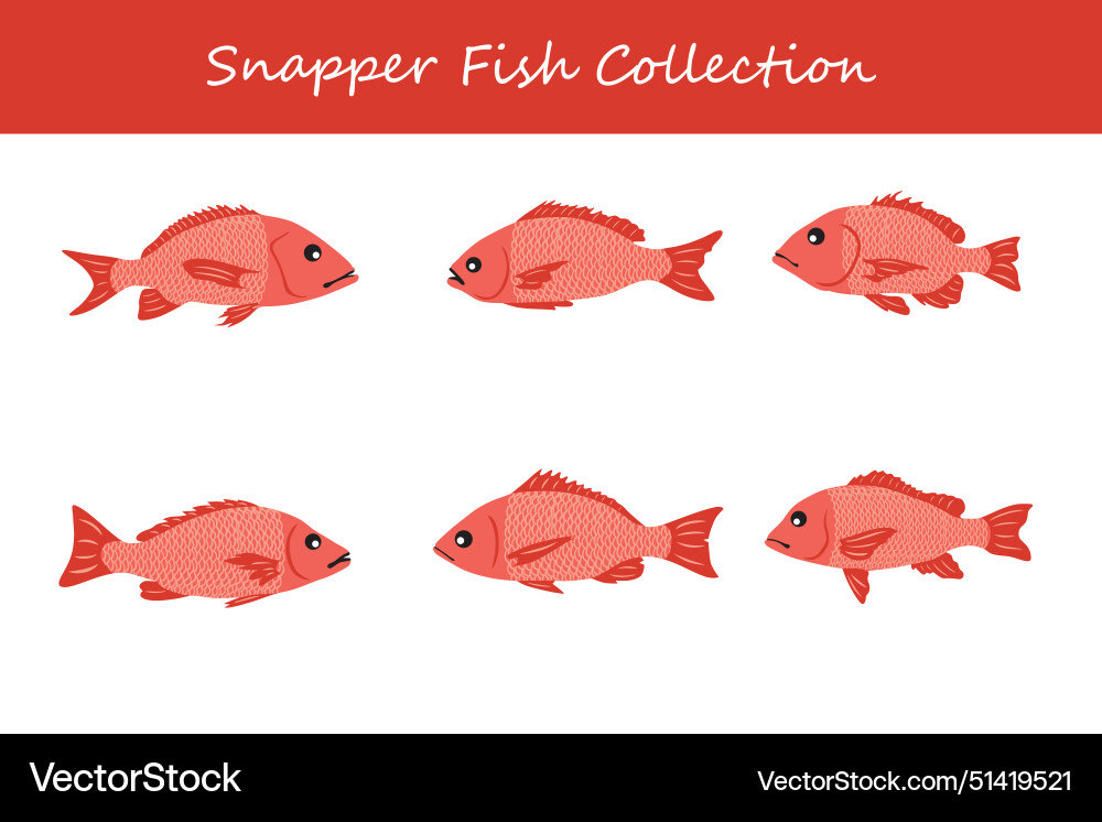 Snapper fish collection Royalty Free Vector Image