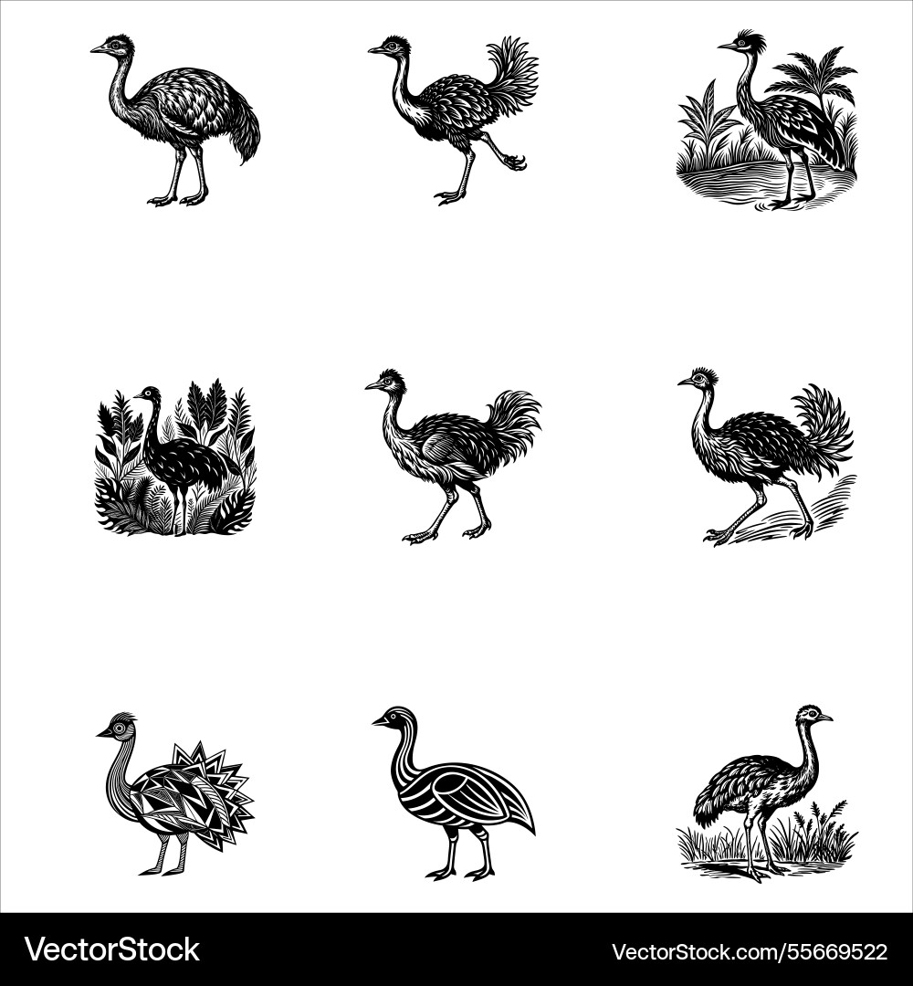 Greater rhea bird Royalty Free Vector Image - VectorStock