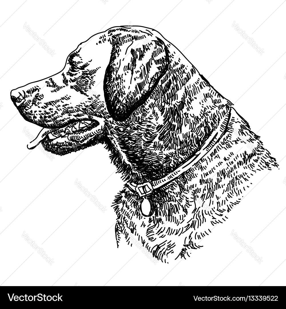 Labrador retriever head Royalty Free Vector Image