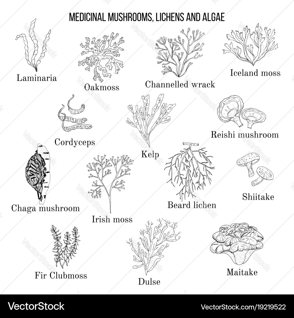 Medicinal Mushrooms & Algae Royalty Free Vector Image