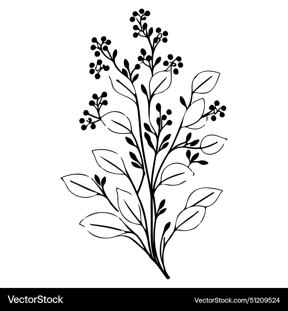 Berry flower sketch hand draw Royalty Free Vector Image