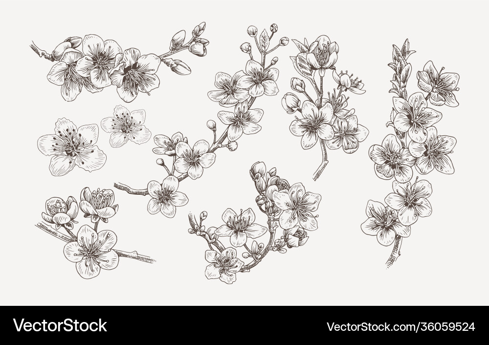 Line art cherry blossom flower set Royalty Free Vector Image