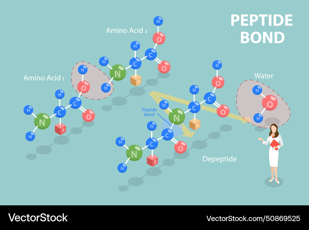 3d isometric flat of peptide Royalty Free Vector Image