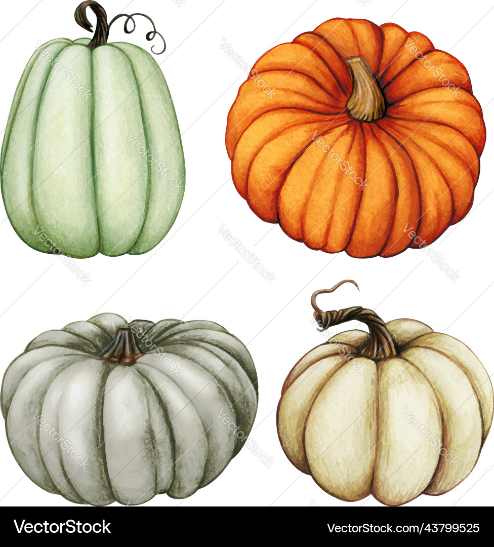 Watercolor hand drawn realistic pumpkin set Vector Image