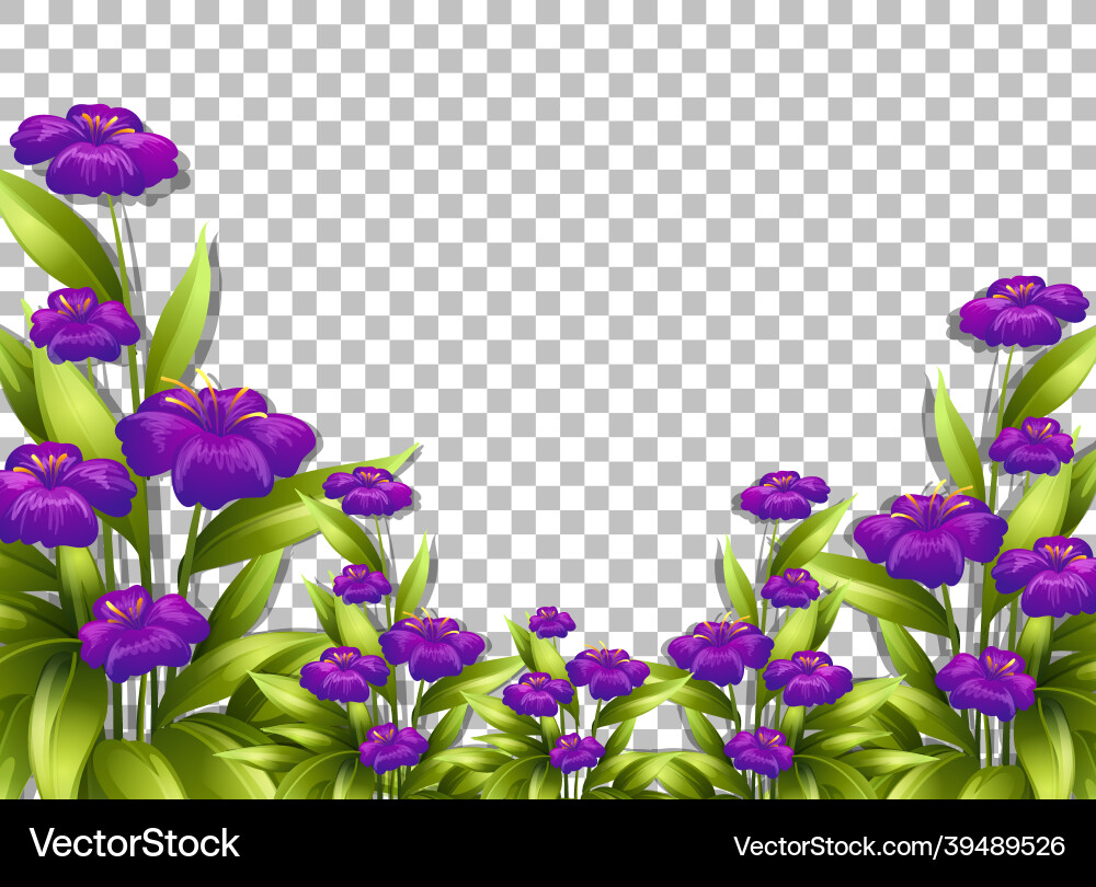 Purple flower frame template on transparent Vector Image
