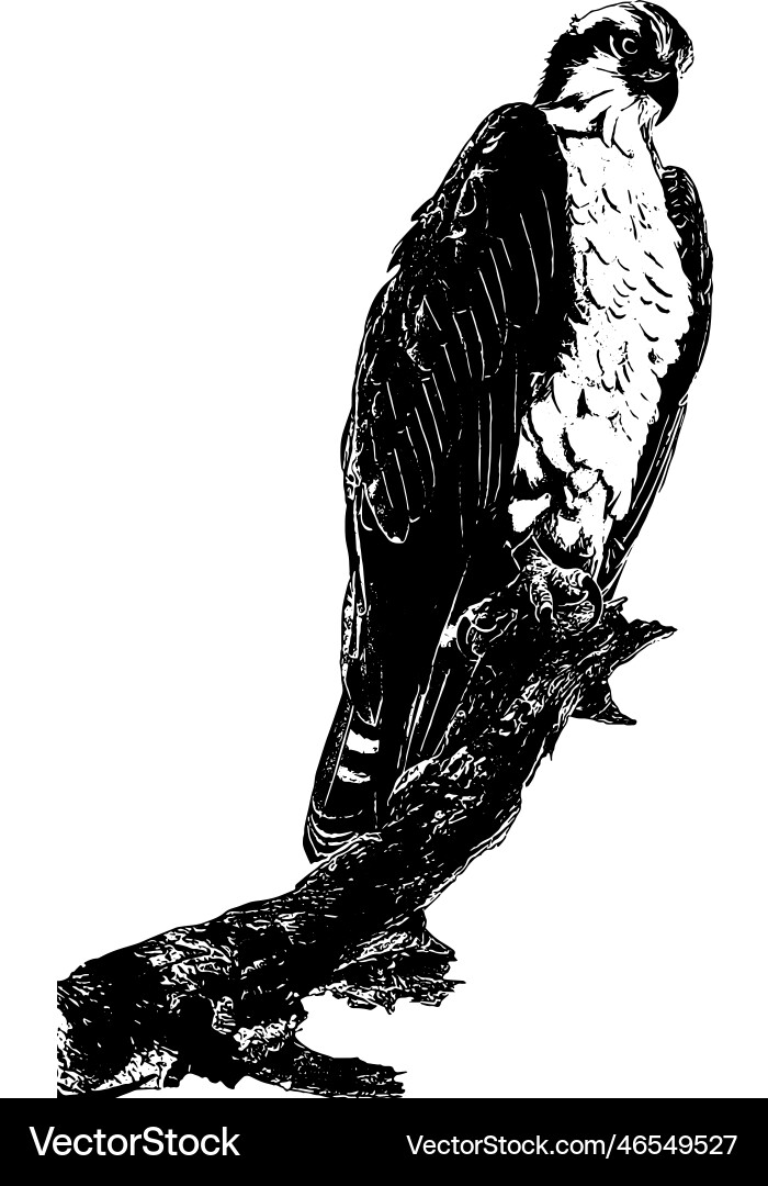 Osprey Perched on Branch Royalty Free Vector Image