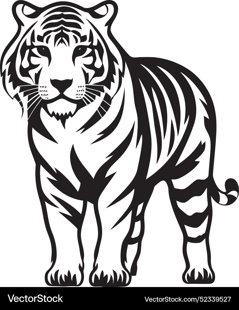 Whirling tiger sketch spiraling movement Vector Image