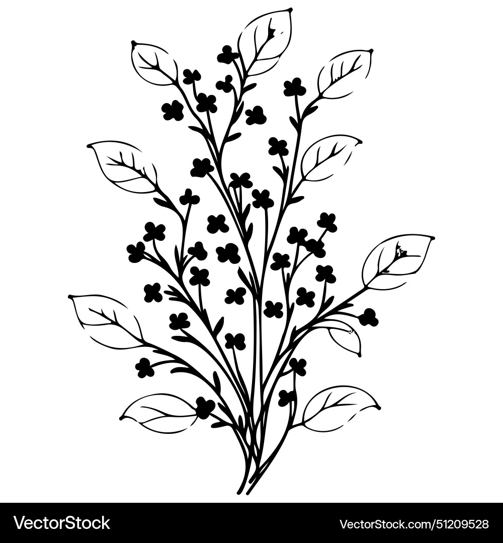 Berry flower sketch hand draw Royalty Free Vector Image