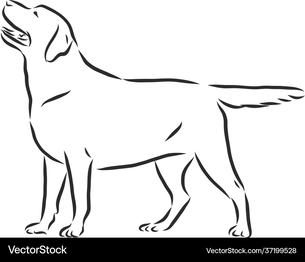 Lab Dog Outline Labrador Retriever Dog Breed Information & Cost