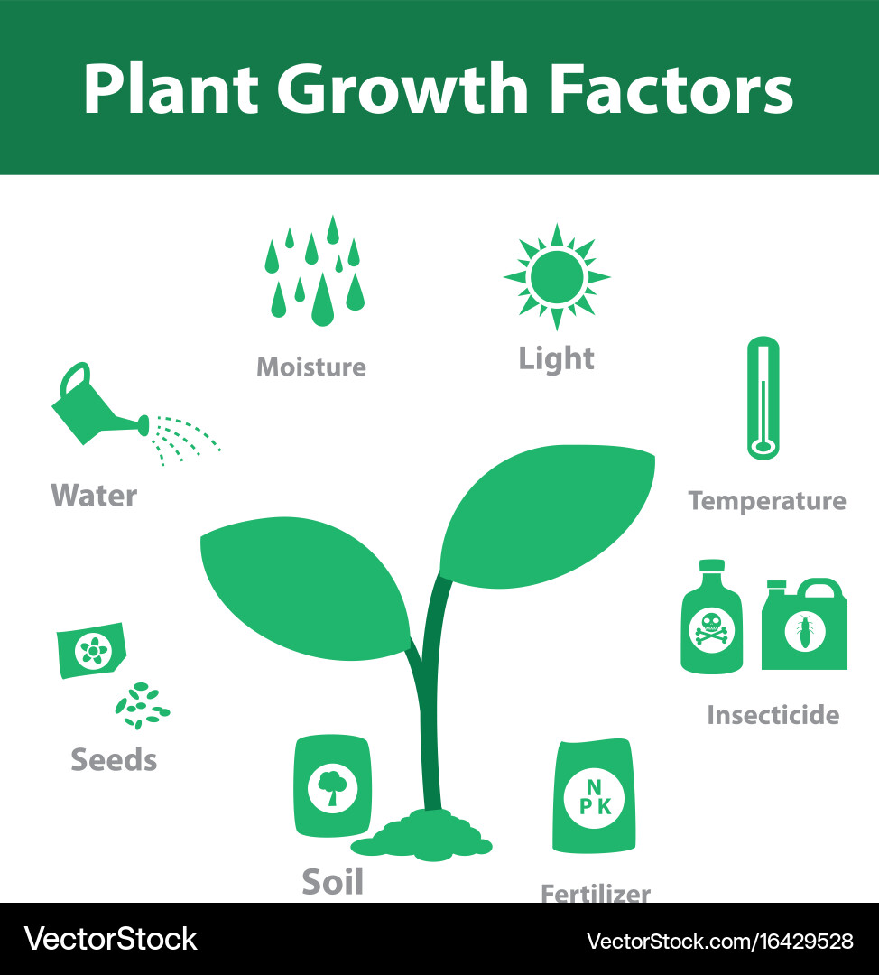 Plant growth factor infographic in monochrome Vector Image