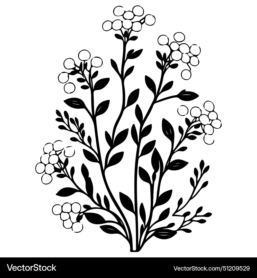 Berry flower sketch hand draw Royalty Free Vector Image