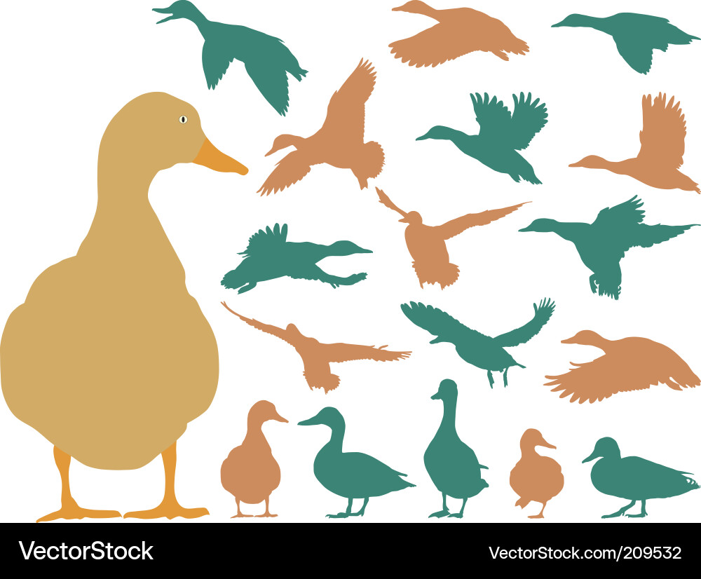 Mallard duck Royalty Free Vector Image - VectorStock