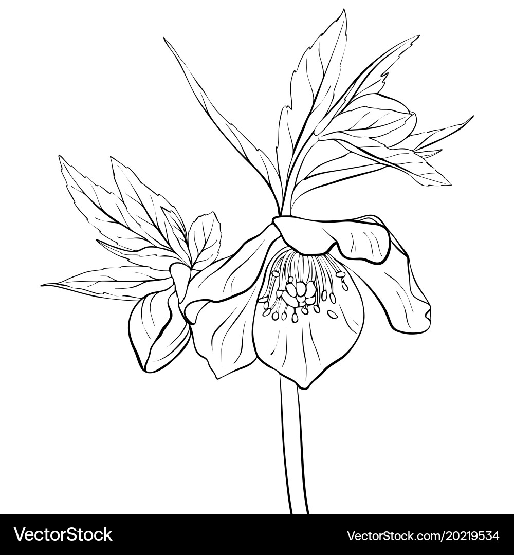 Drawing flower of hellebore Royalty Free Vector Image
