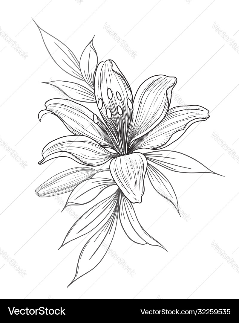 Hand drawn lily flower with bud and leaves Vector Image