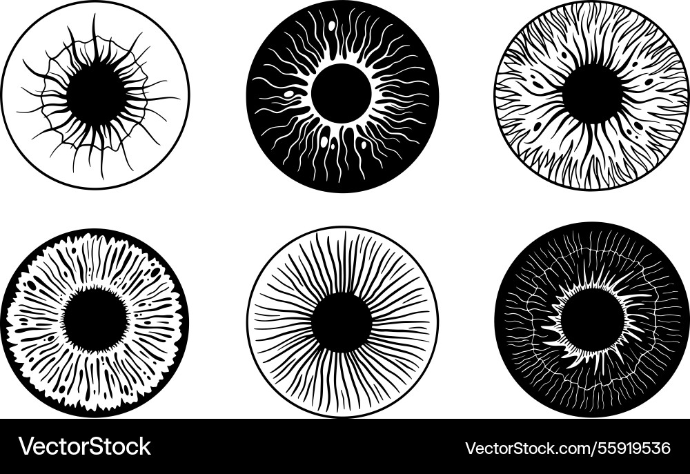 Human eye structure iris anatomical elements Vector Image