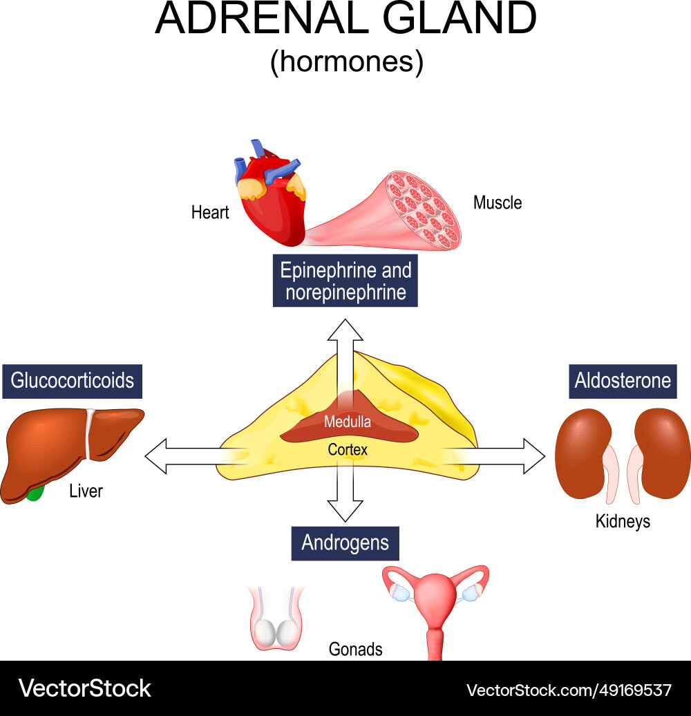 Adrenal Gland Hormones Royalty Free Vector Image