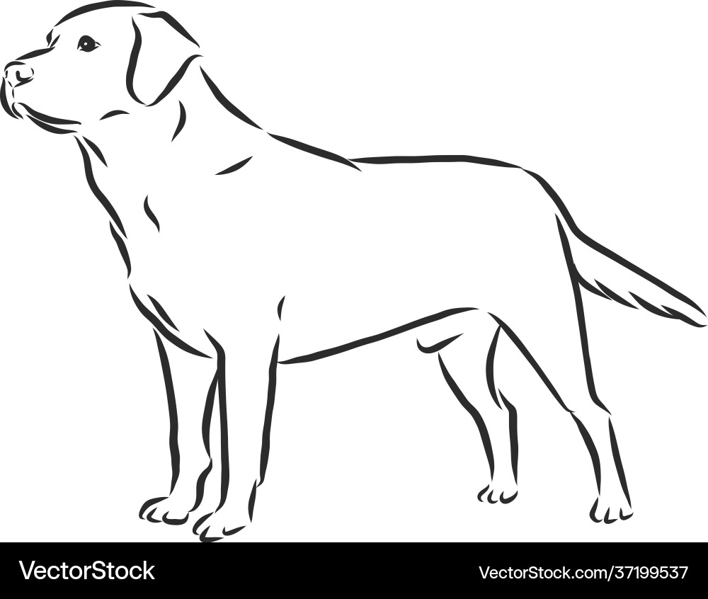 Isolated Labrador Retriever Sketch Royalty Free Vector Image