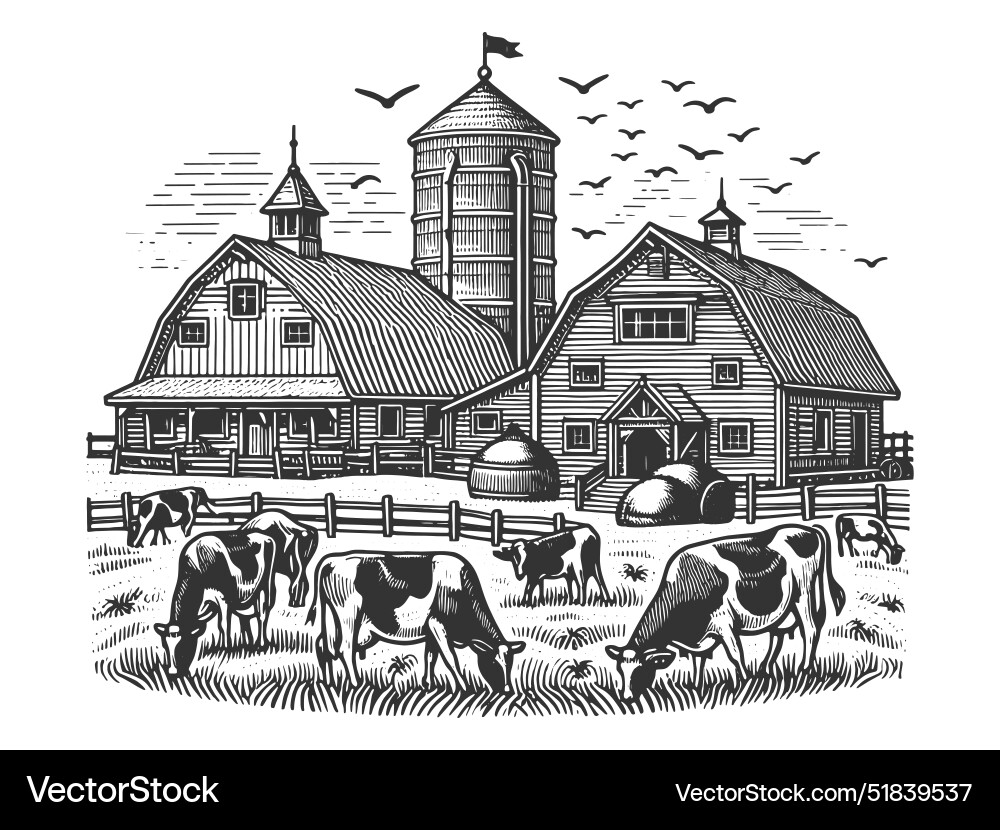 Rustic farm engraving with cattle and barn Vector Image