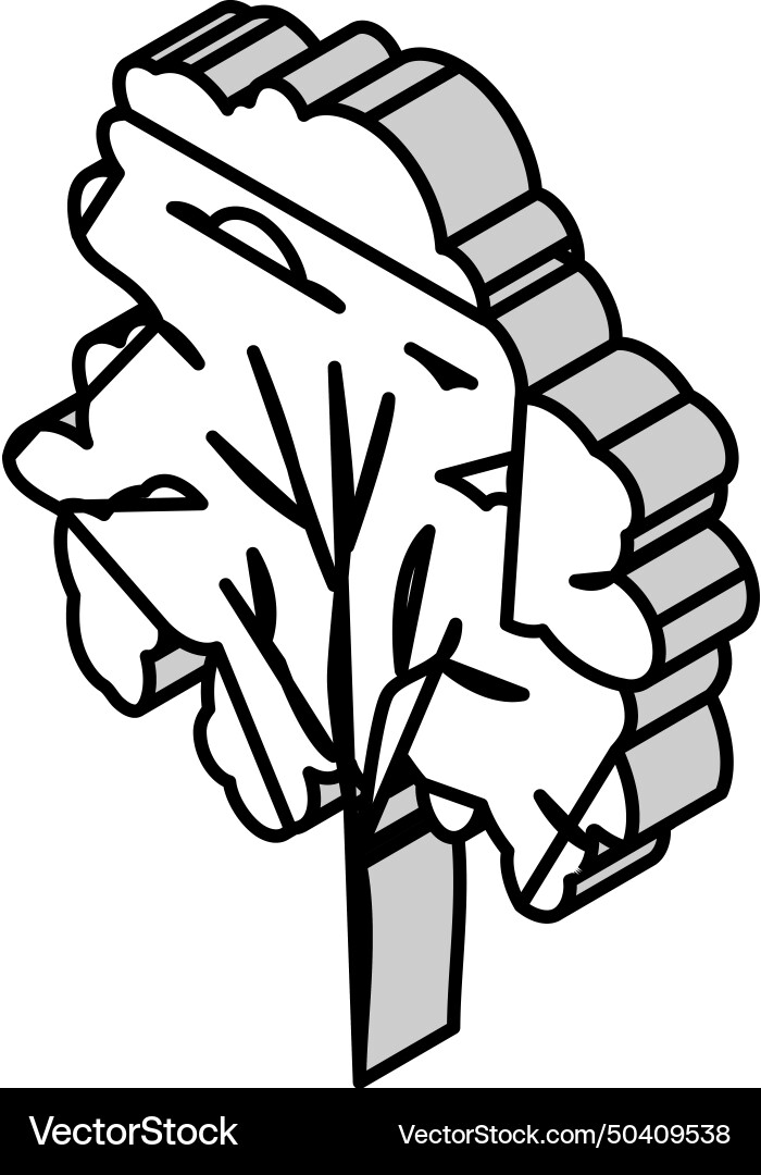 Padauk tree jungle amazon isometric icon Vector Image