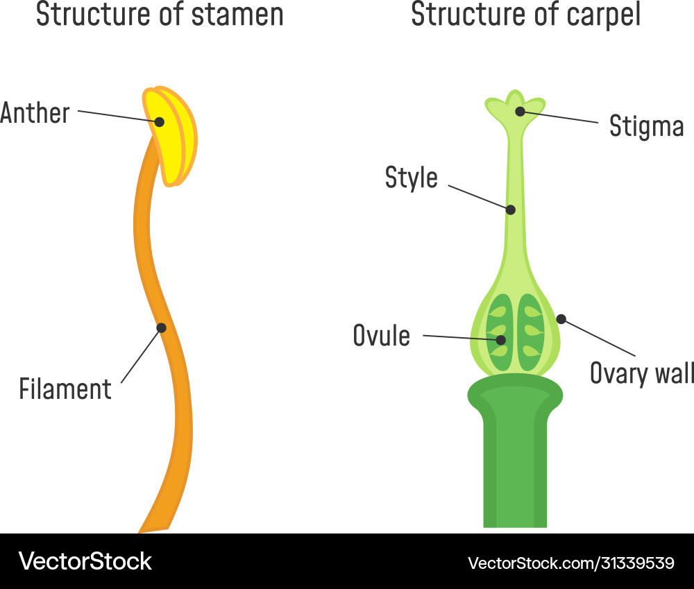 Structure stamen and carpel flower part Royalty Free Vector