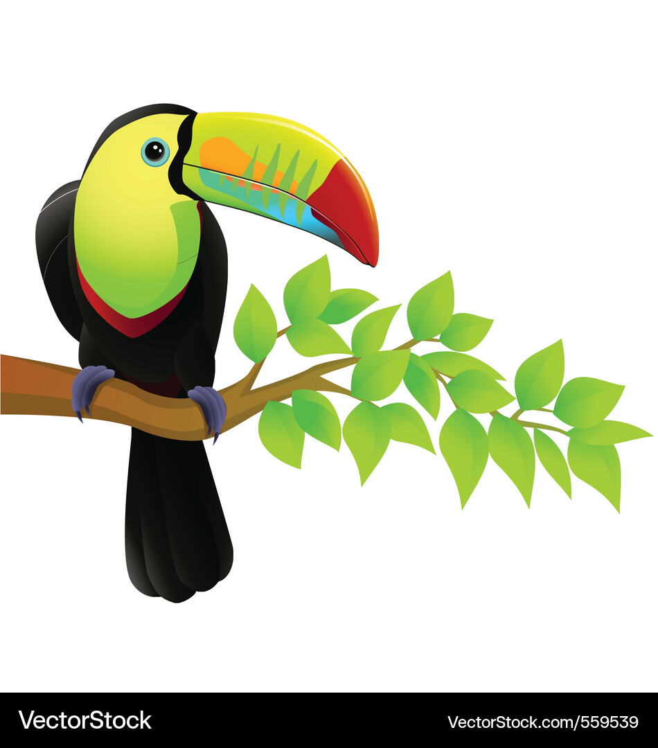 Tucano Vector Images (over 110)