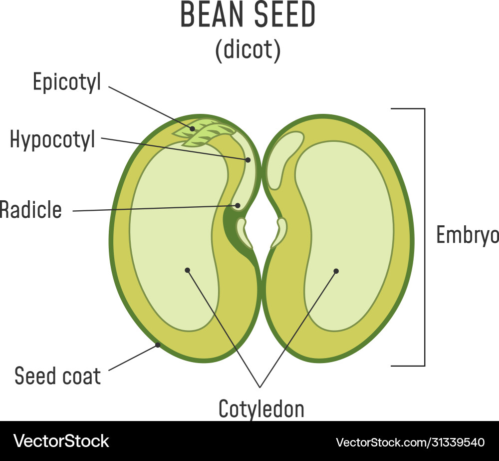 Bean Seed Anatomy - Dicot Structure Royalty Free Vector
